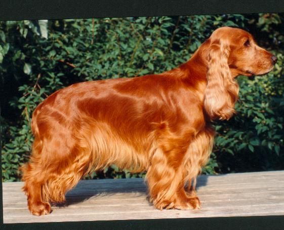 Accueil - Cockers de chasse des Terres Froides, beaux et bons